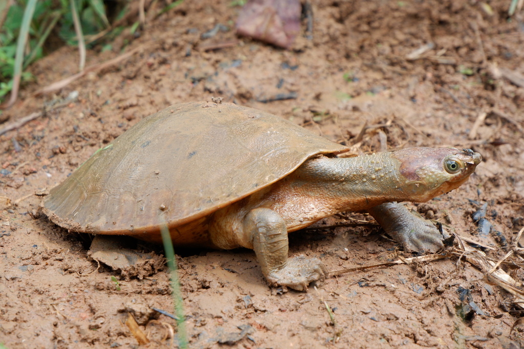Southern New Guinea Snapping Turtle from Asiki, Jair, Boven Digoel ...