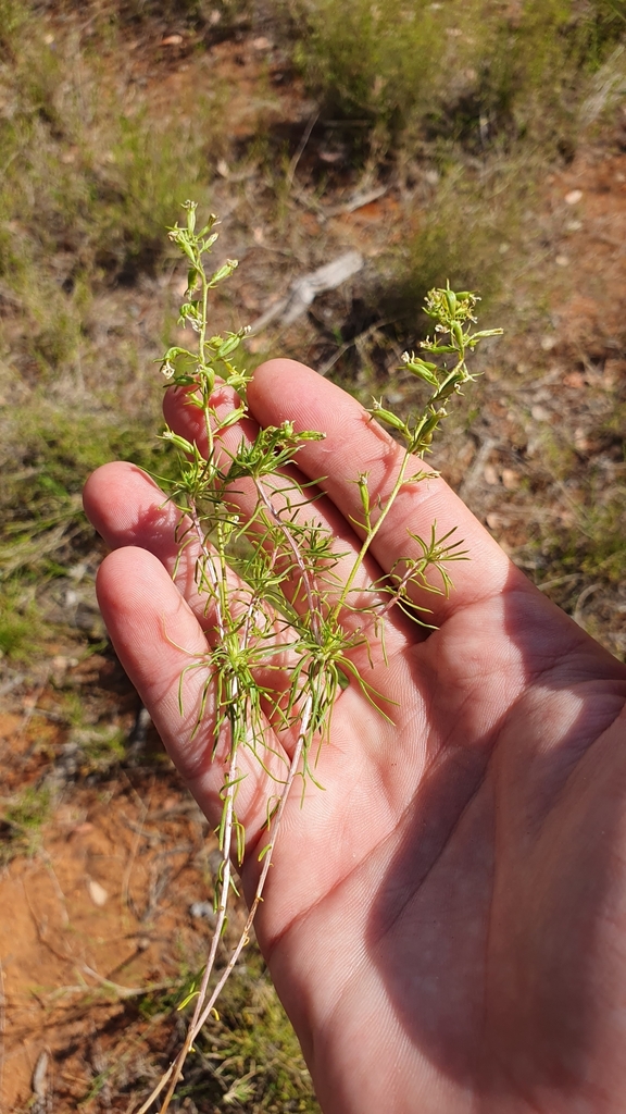 Stylidium eglandulosum in November 2022 by Dan · iNaturalist