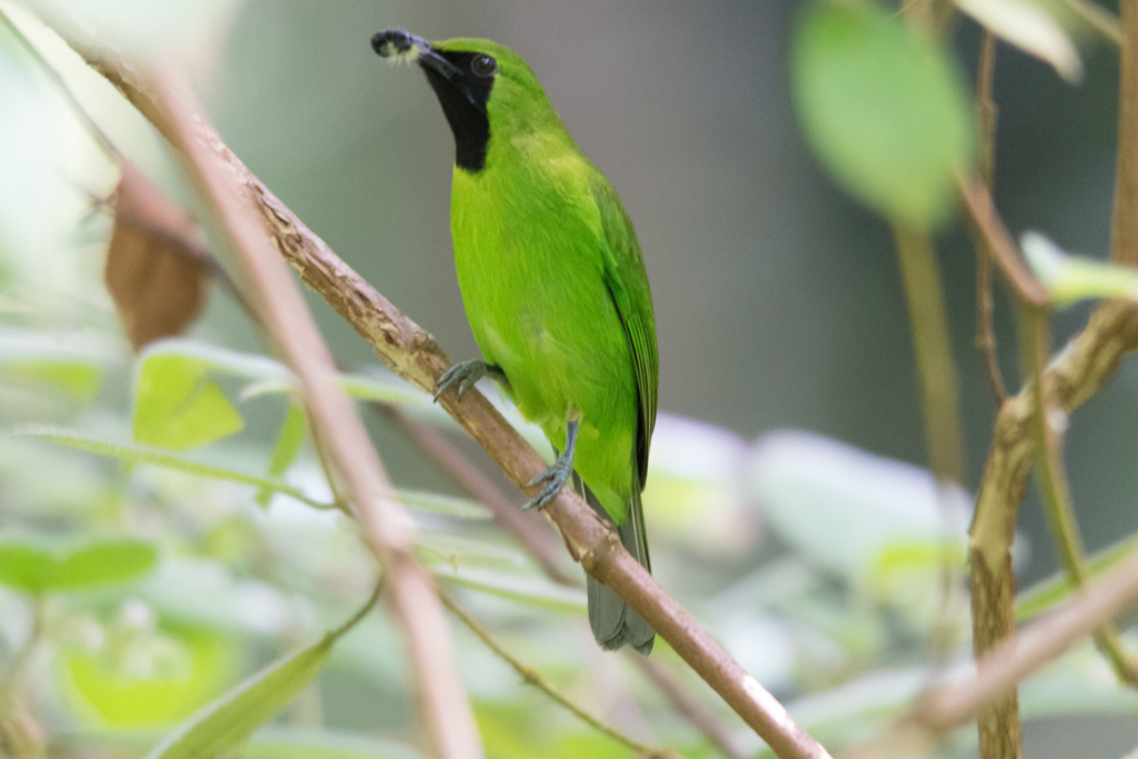 Greater Green Leafbird in November 2013 by Mike Hooper · iNaturalist