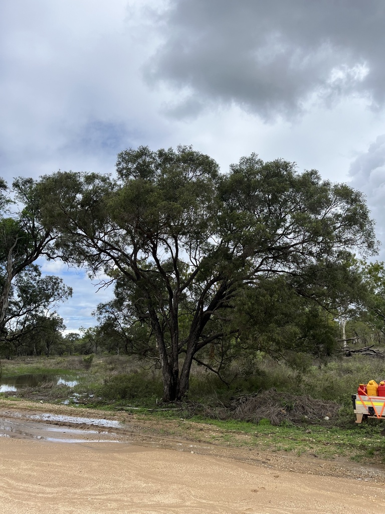 black tea-tree from Forty Mile, QLD, AU on November 30, 2022 at 01:46 ...