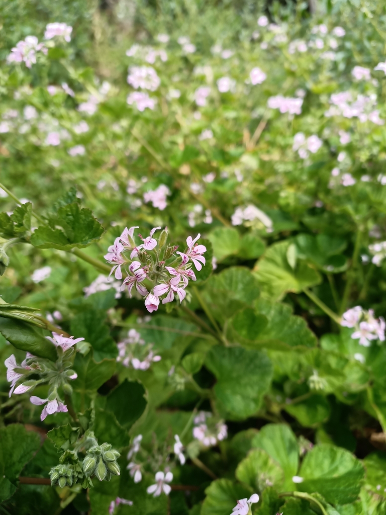 Austral Stork's-bill from Frankston VIC 3199, Australia on November 08 ...