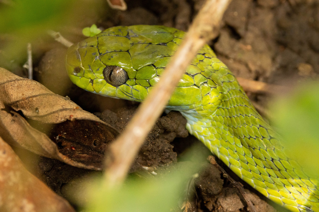Green Cat Snake in November 2022 by dougnaturalist · iNaturalist