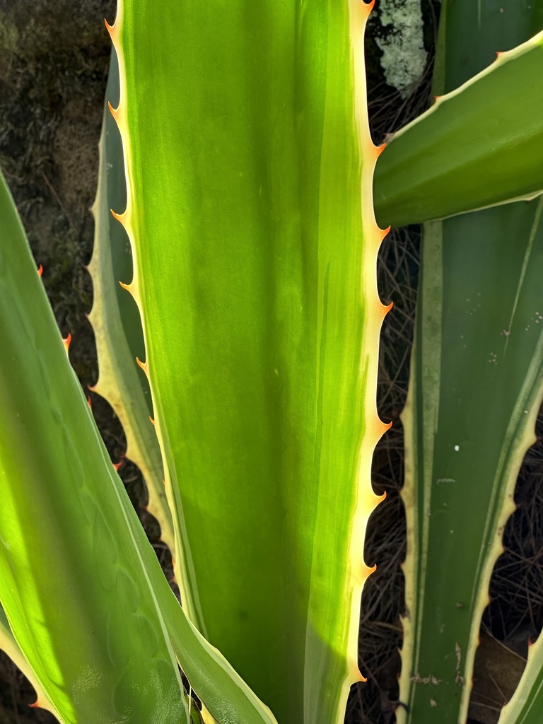 Mauritius hemp from Nounou Forest Reserve, Kapaa, HI, US on November 29 ...