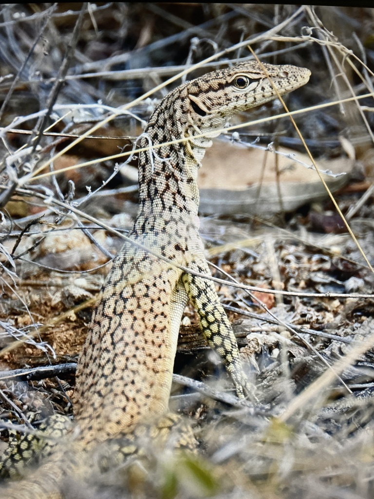 Black-headed Monitor from Burke Developmental Rd, Almaden, QLD, AU on ...