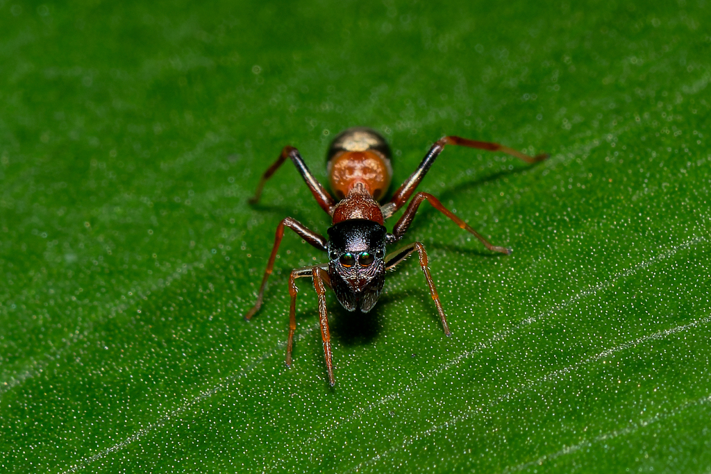 Bicolor Ant Mimick Jumping Spider from ตำบล เขาโจด อำเภอศรีสวัสดิ์ ...
