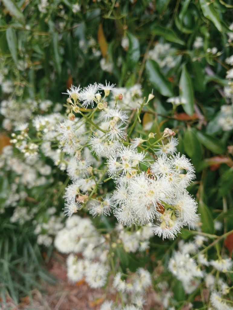 weeping lilli pilli from Mapleton QLD 4560, Australia on November 30 ...