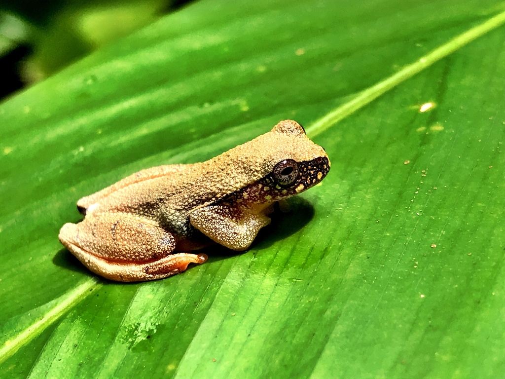 Two-spotted Tree Frog from Linhares, ES, BR on November 22, 2022 at 09: ...