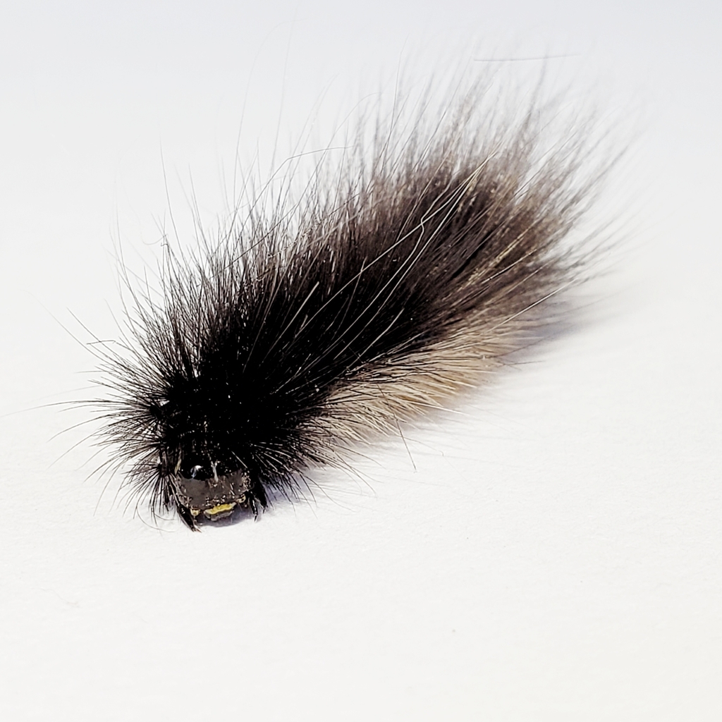 Tiger Moths in September 2018 by Jenny Lloyd Strovas · iNaturalist