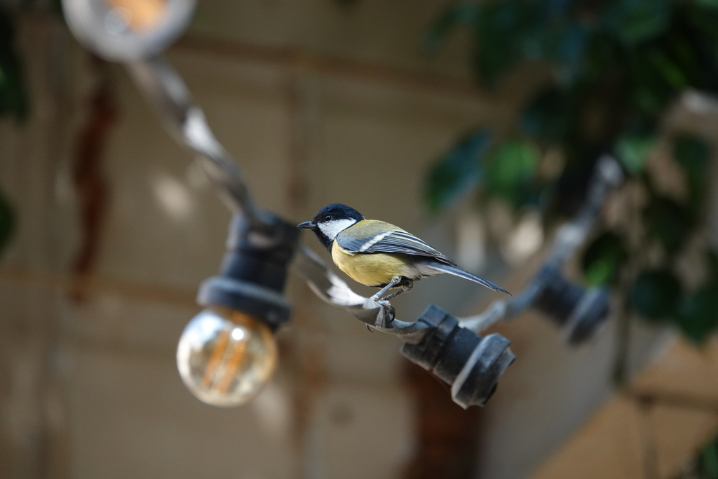 Great Tit from Old City, Tel Aviv-Yafo, Israel on November 28, 2022 at ...