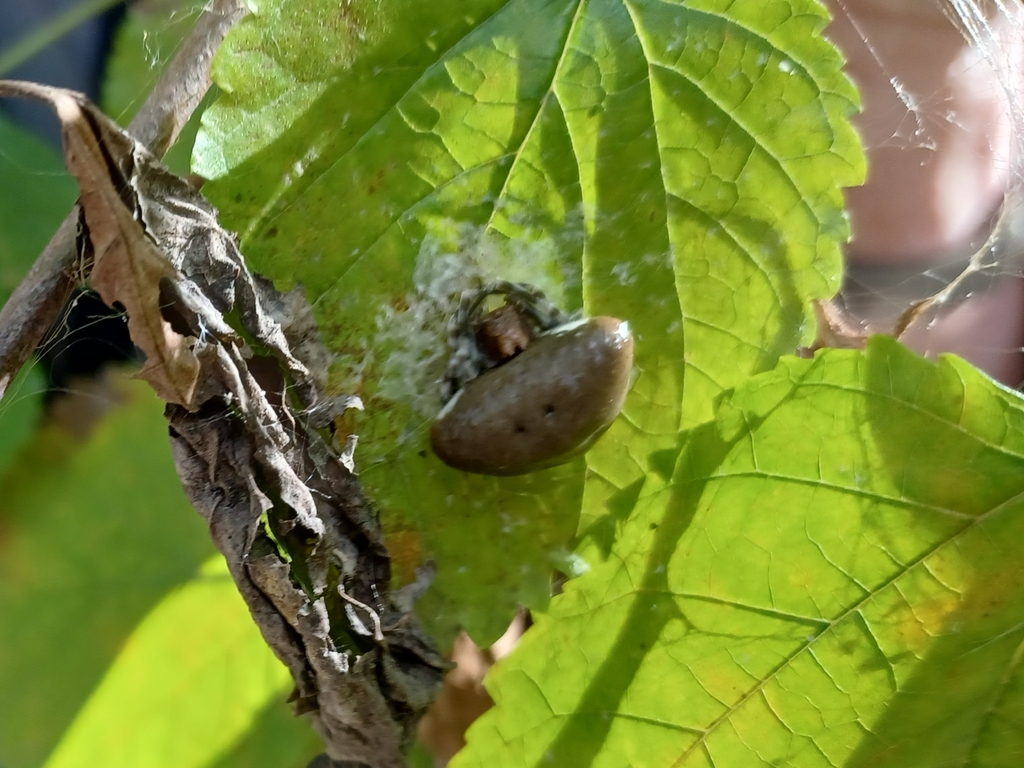 Toadlike Bolas Spider from Northside, Cincinnati, OH, USA on October 23 ...