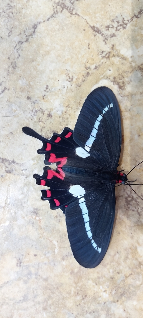 Parides agavus from Vista Alegre, Ivoti - RS, 93900-000, Brasil on ...