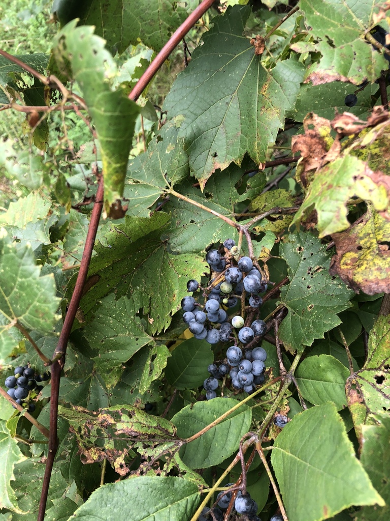 riverbank grape from Lemonville, Whitchurch-Stouffville, ON, CA on ...
