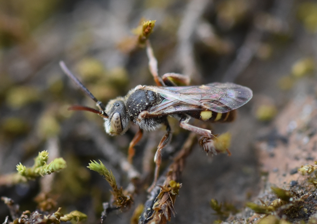Nomad Bees from Russell County, VA, USA on April 16, 2022 at 10:42 AM ...
