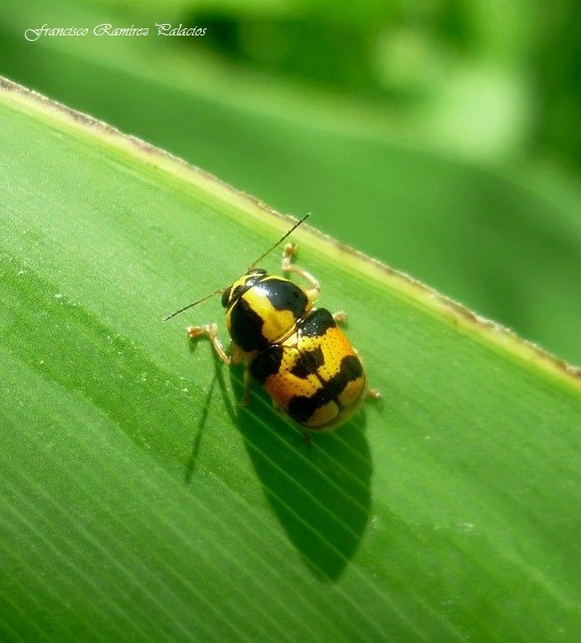 Griburius decoratus from Veracruz, Veracruz on June 15, 2015 by ...