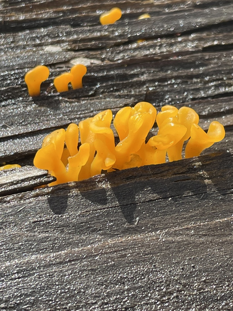 Dacrymyces from Domestic Terminal, College Park, GA, US on November 30 ...