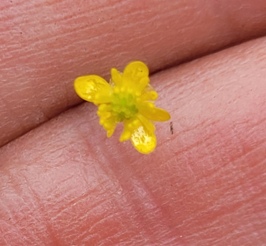 Creeping Spearwort from Pen Lake on September 17, 2022 at 02:08 PM by ...