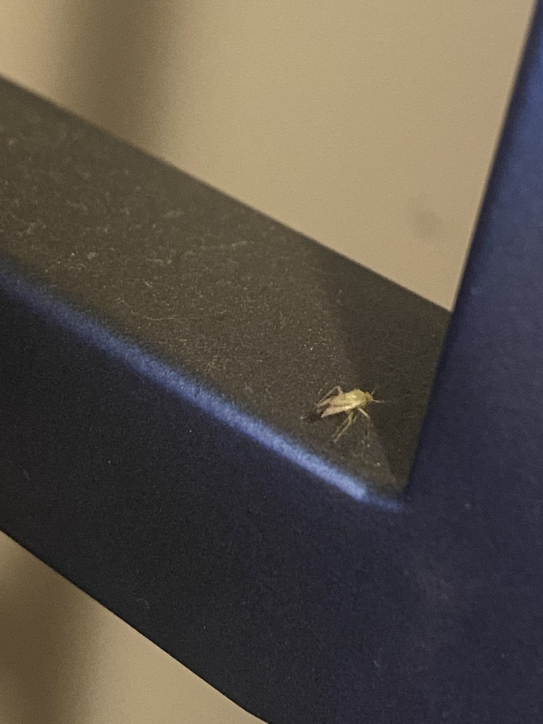 True Bugs from NW 13th St, Gainesville, FL, US on November 01, 2022 at ...