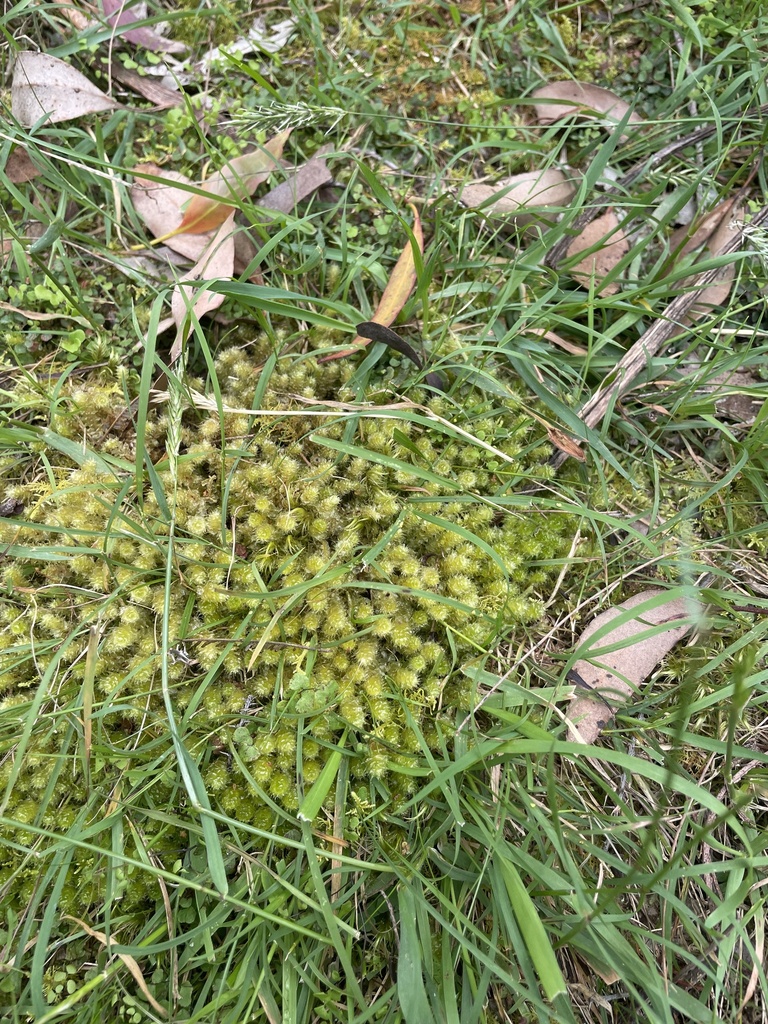 Ptychomnion from The Briars, Mount Martha, VIC, AU on December 1, 2022 ...