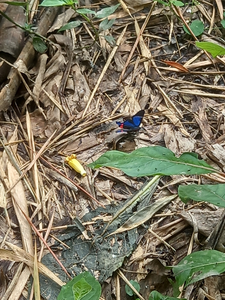 Periander Metalmark from La Mesa, CO-CU, CO on November 29, 2022 at 12: ...
