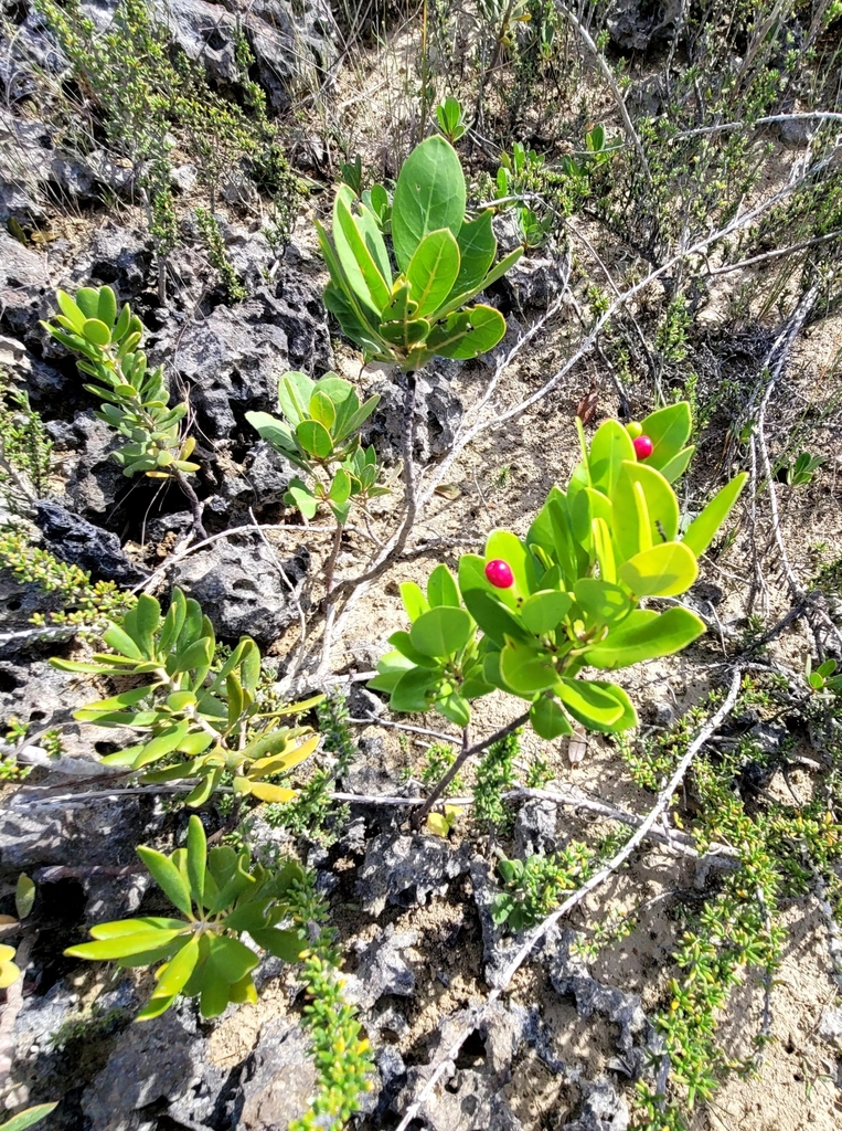 broadleaf blolly from East Grand Bahama, The Bahamas on November 19 ...