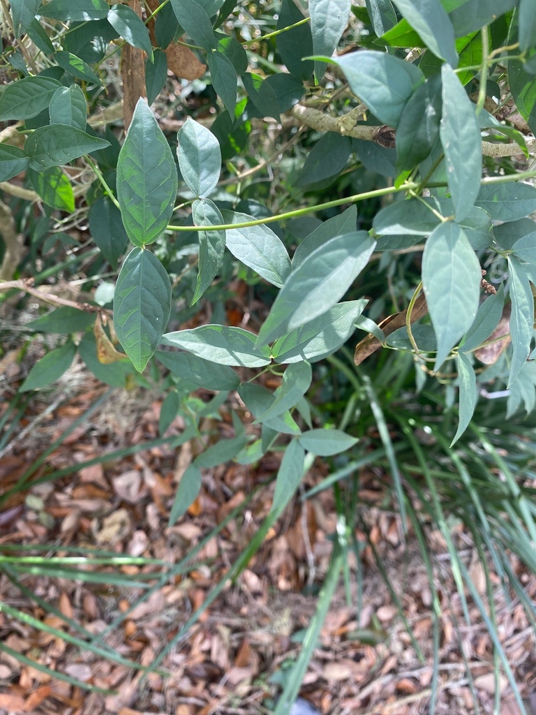 Catclaw vine from Cypress Grove Park, Orlando, FL, US on November 25 ...