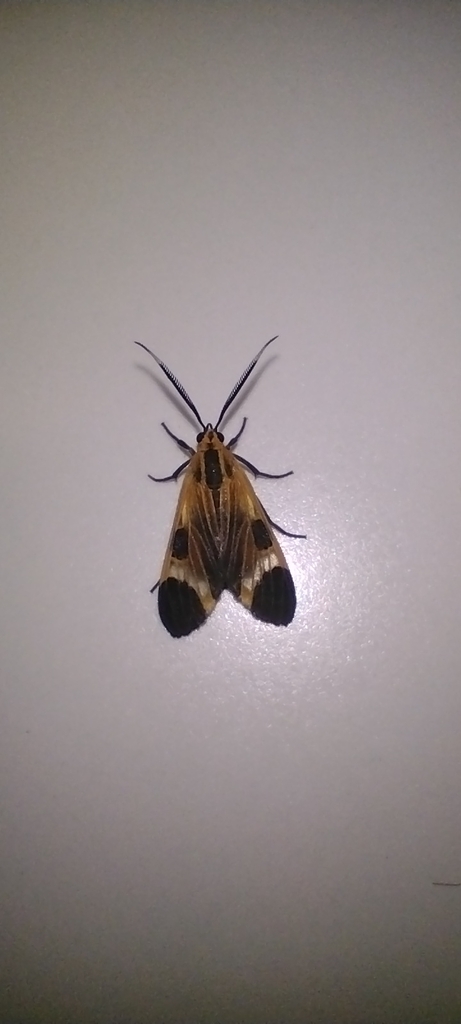 Dycladia lucetius from Quilombo, Pelotas - RS, Brasil on November 30 ...