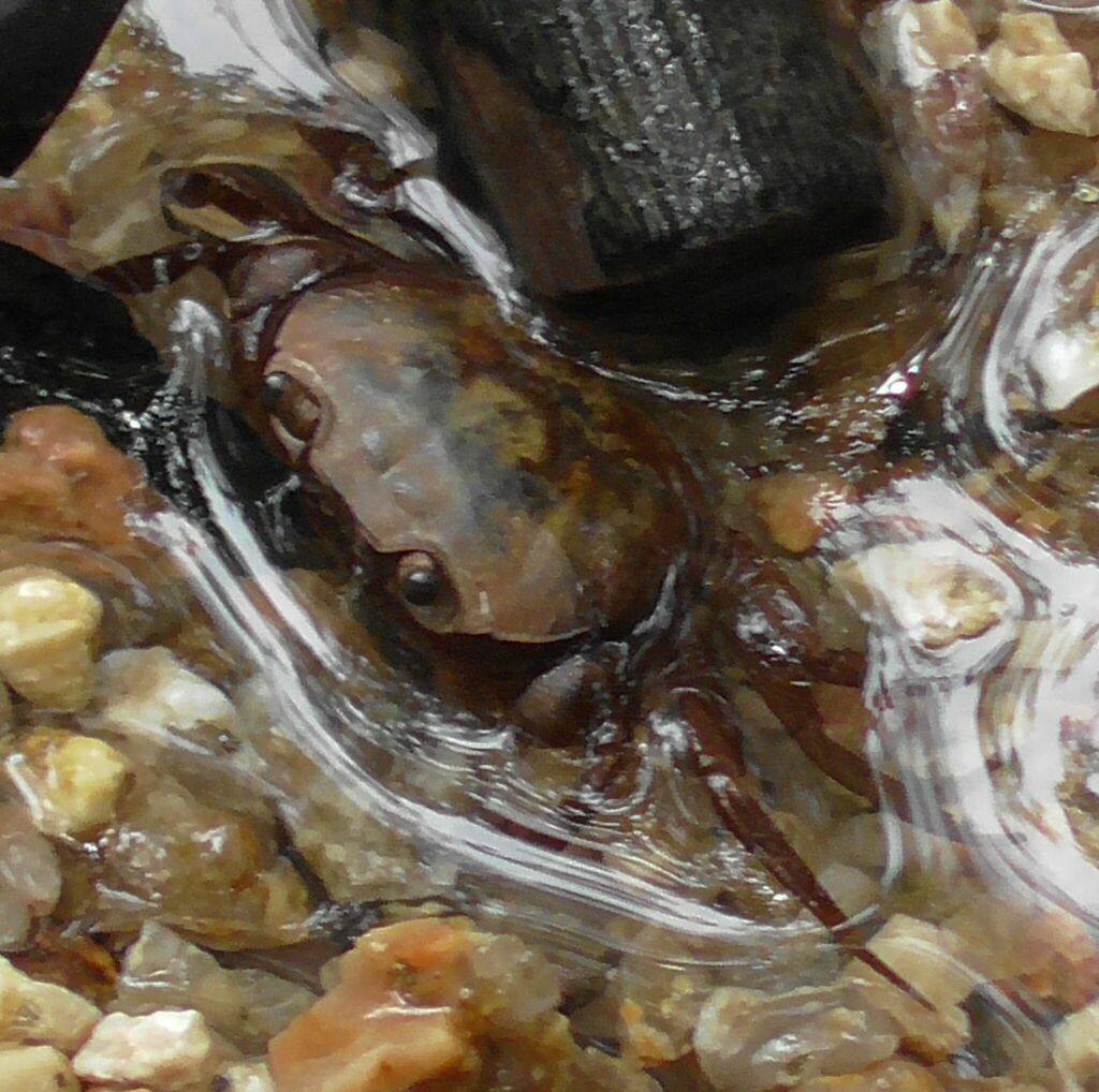 Austrothelphusa from Watsonville QLD 4887, Australia on December 1 ...