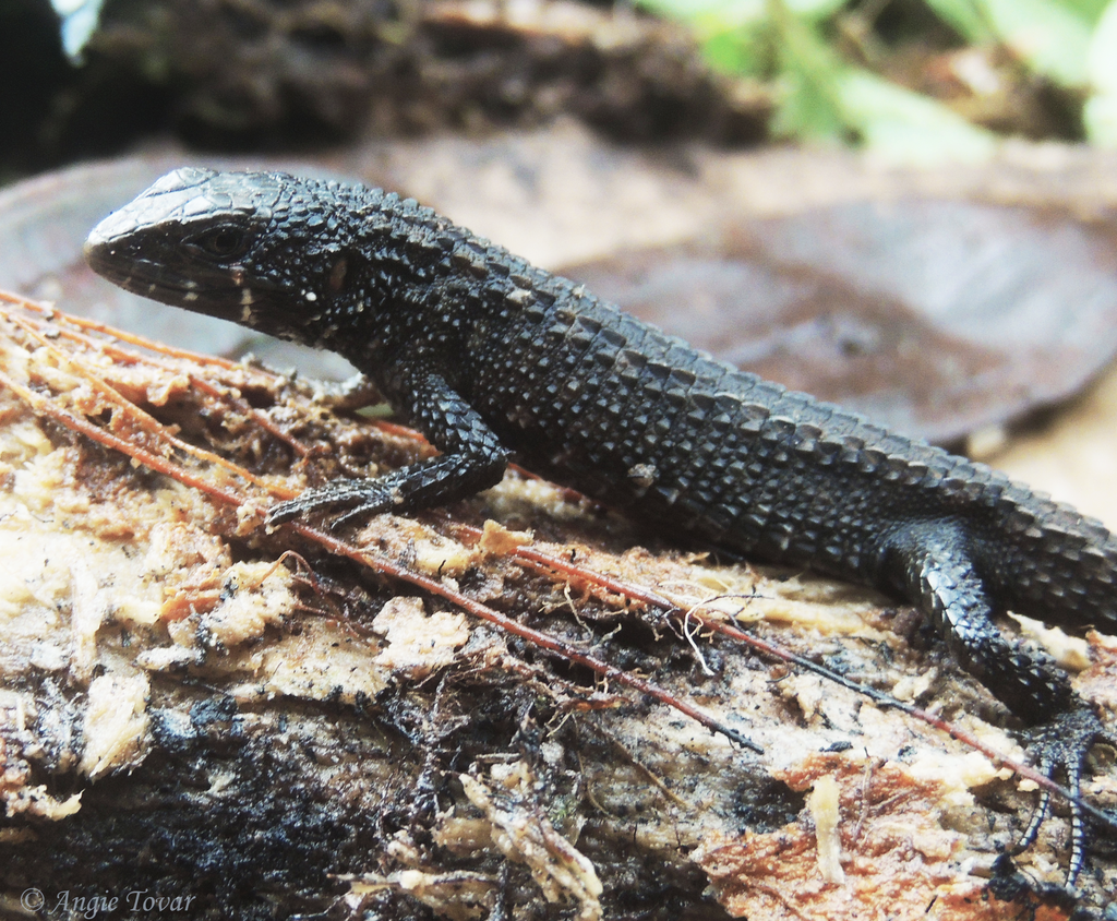 Common Stream Lizard from Sucumbíos, Ecuador on September 5, 2022 at 10 ...