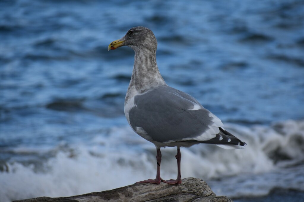 Olympic Gull from Alki Beach, Seattle, WA 98116, USA on November 28 ...