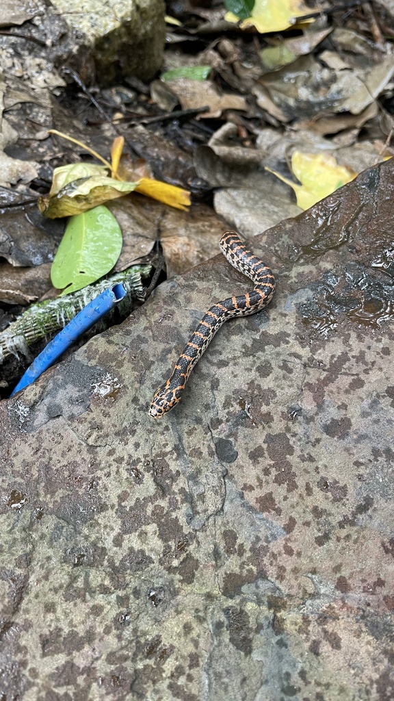 Red-banded Snake from 滨湖区, 无锡市, 江苏省, CN on December 01, 2022 at 01:01 ...