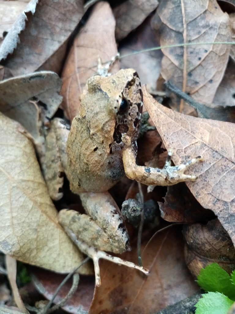 Northern Rainfrogs from 71010 Oax., México on August 18, 2022 at 01:46 ...