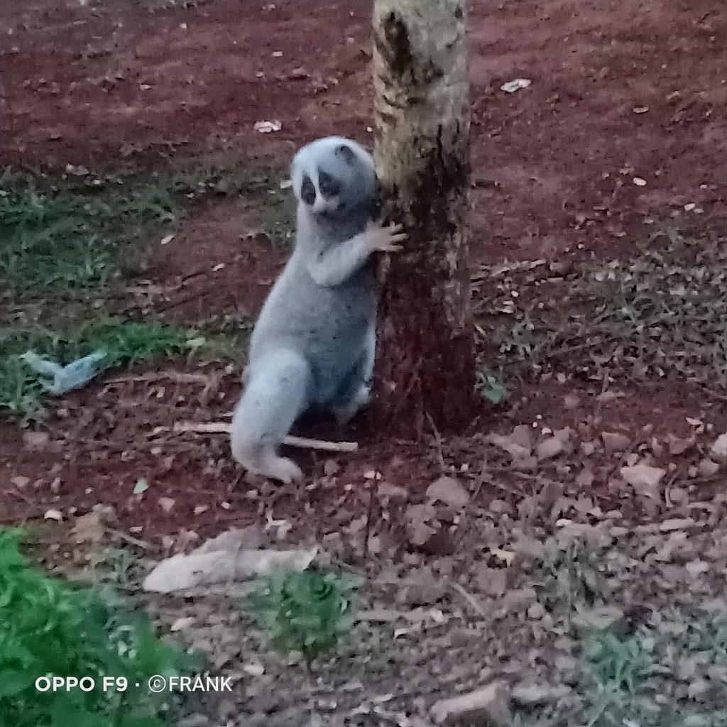 Bengal Slow Loris in December 2021 by Win Paing Oo. Record From ...