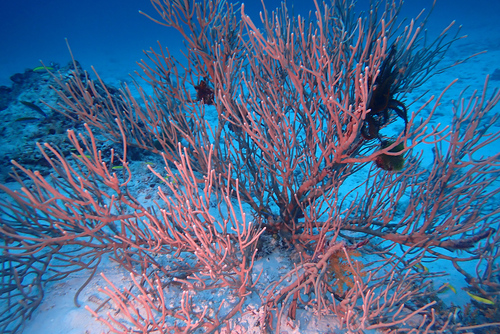 bushy sea rod (Rumphella aggregata) · iNaturalist