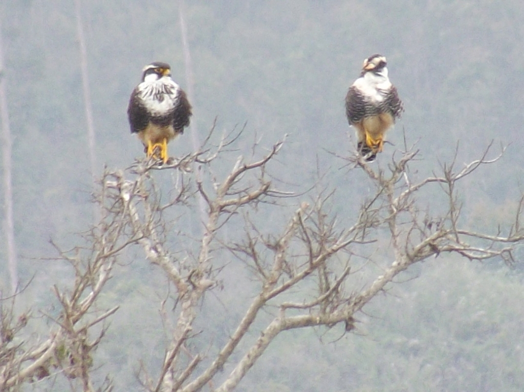 Aplomado Falcon from Algarrobo, Valparaíso, Chile on October 22, 2022 ...
