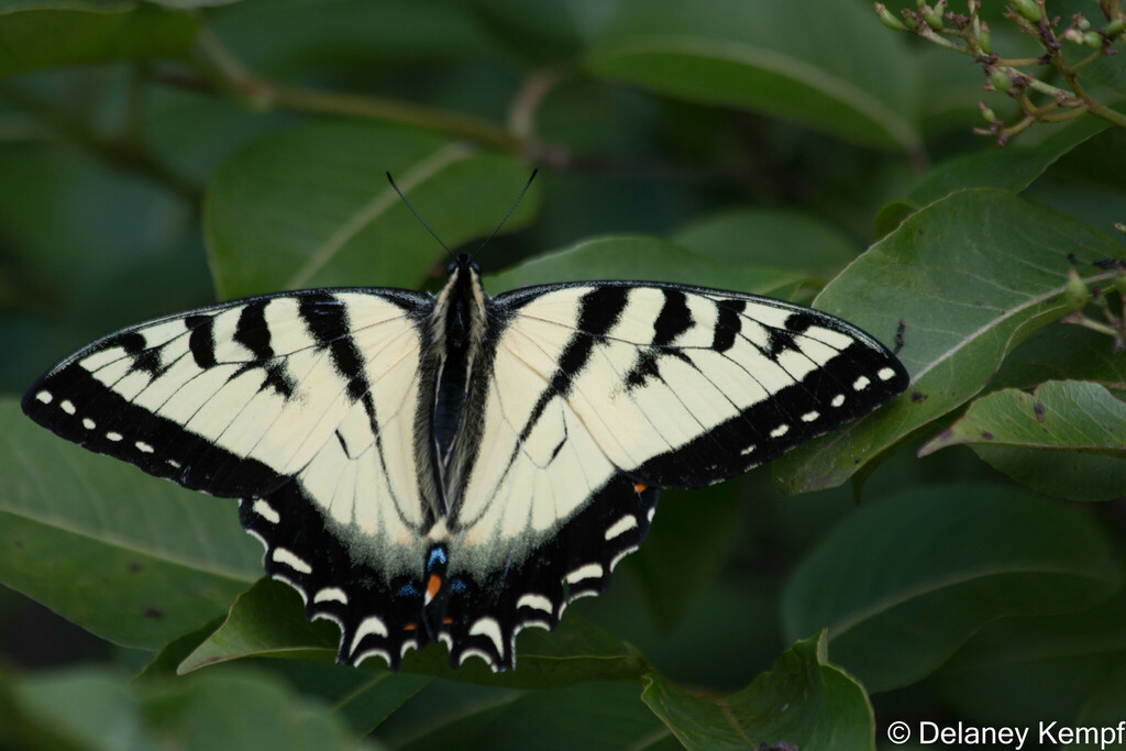 Midsummer Tiger Swallowtail from 1949 NY-86, Saranac Lake, NY 12983 ...