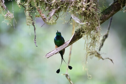Booted Racket-tail (Adda's) (Subspecies Ocreatus addae addae) · iNaturalist