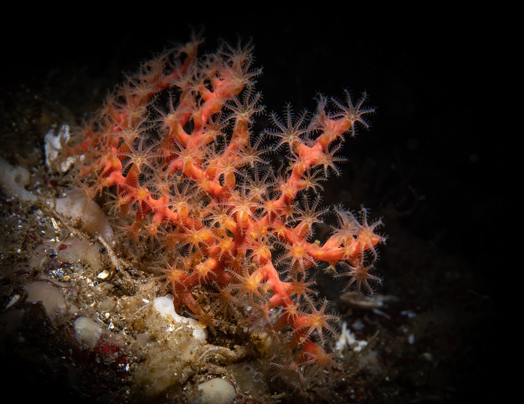 Swiftia torreyi from Agamemnon Channel, Sunshine Coast, BC, CA on ...