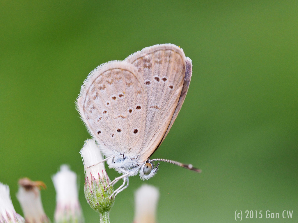 Lesser Grass Blue (Butterflies of Varsity Park Condominium) · iNaturalist