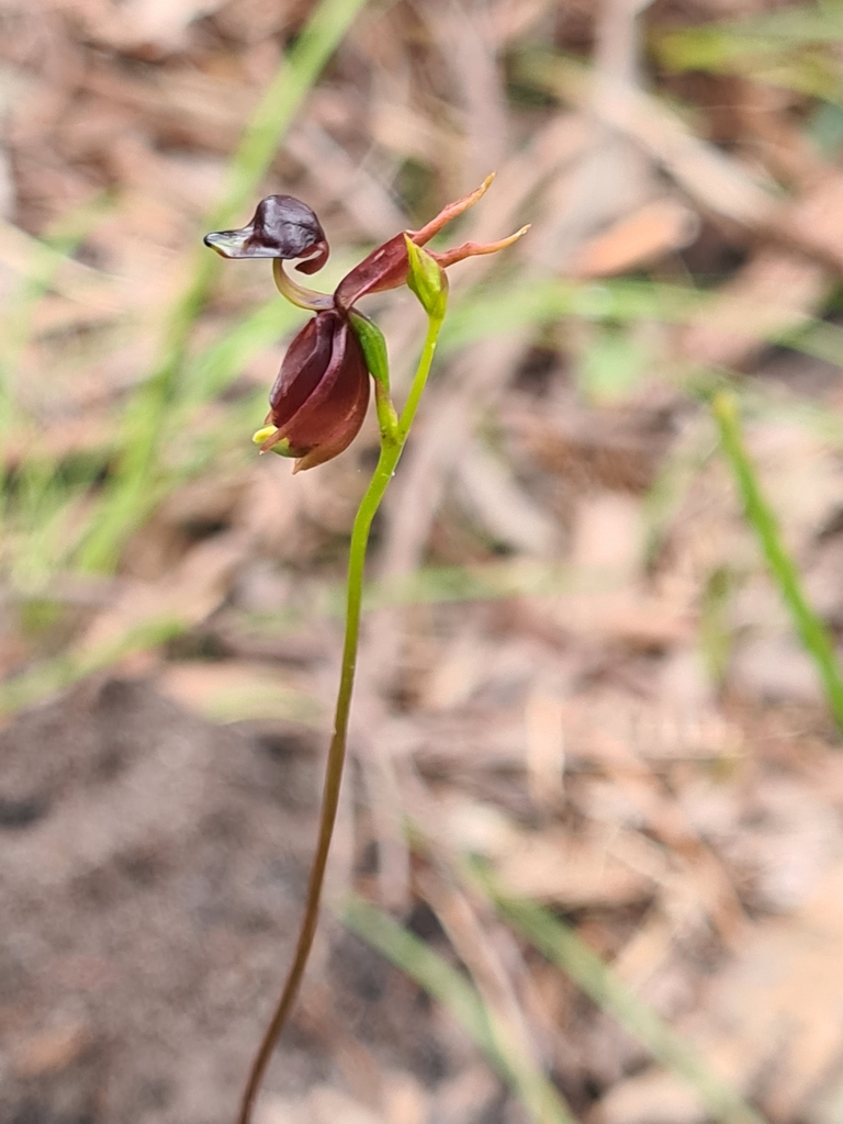 Large Flying Duck Orchid from Barretts Rd/Robinsons Rd, Langwarrin VIC ...