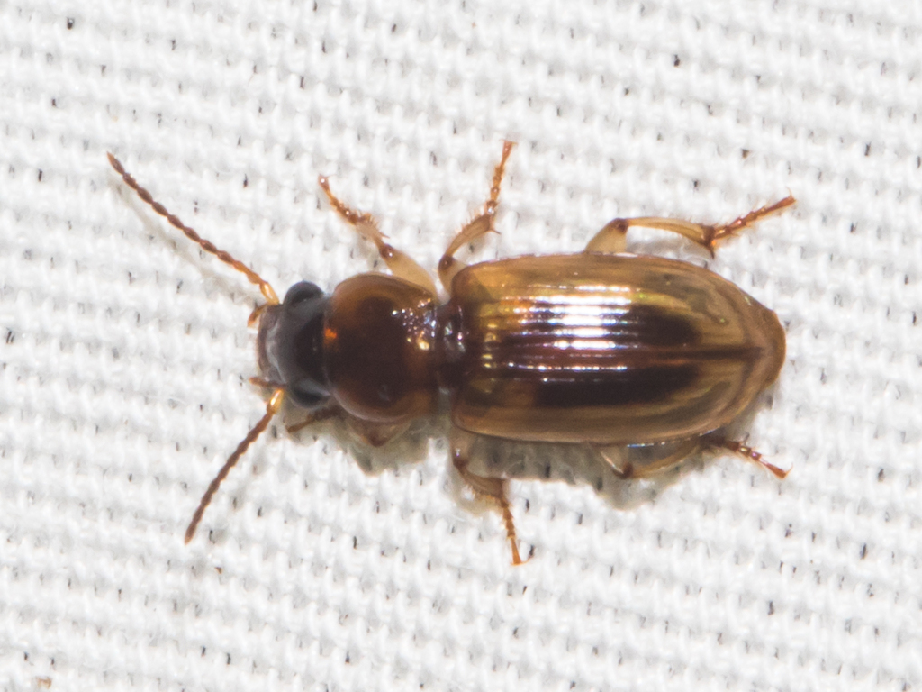 LeConte's Seedcorn Beetle from Dorchester, Maryland, United States on ...