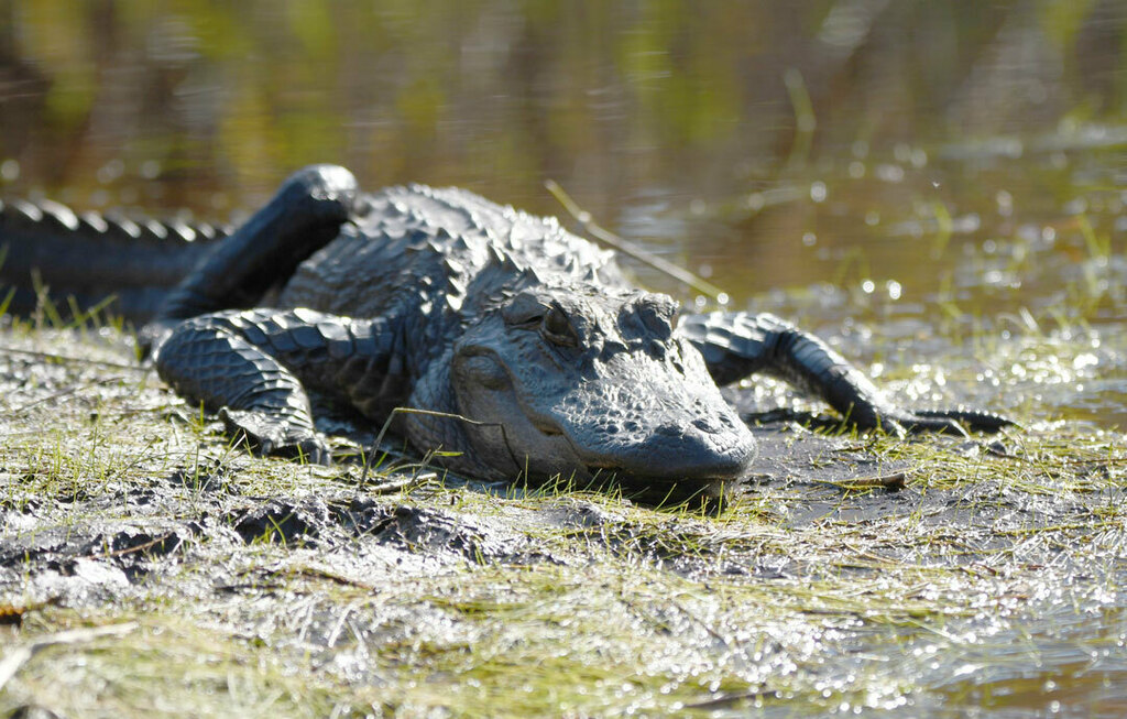 American Alligator from Okefenokee NWR; Charlton County, GA, USA on ...