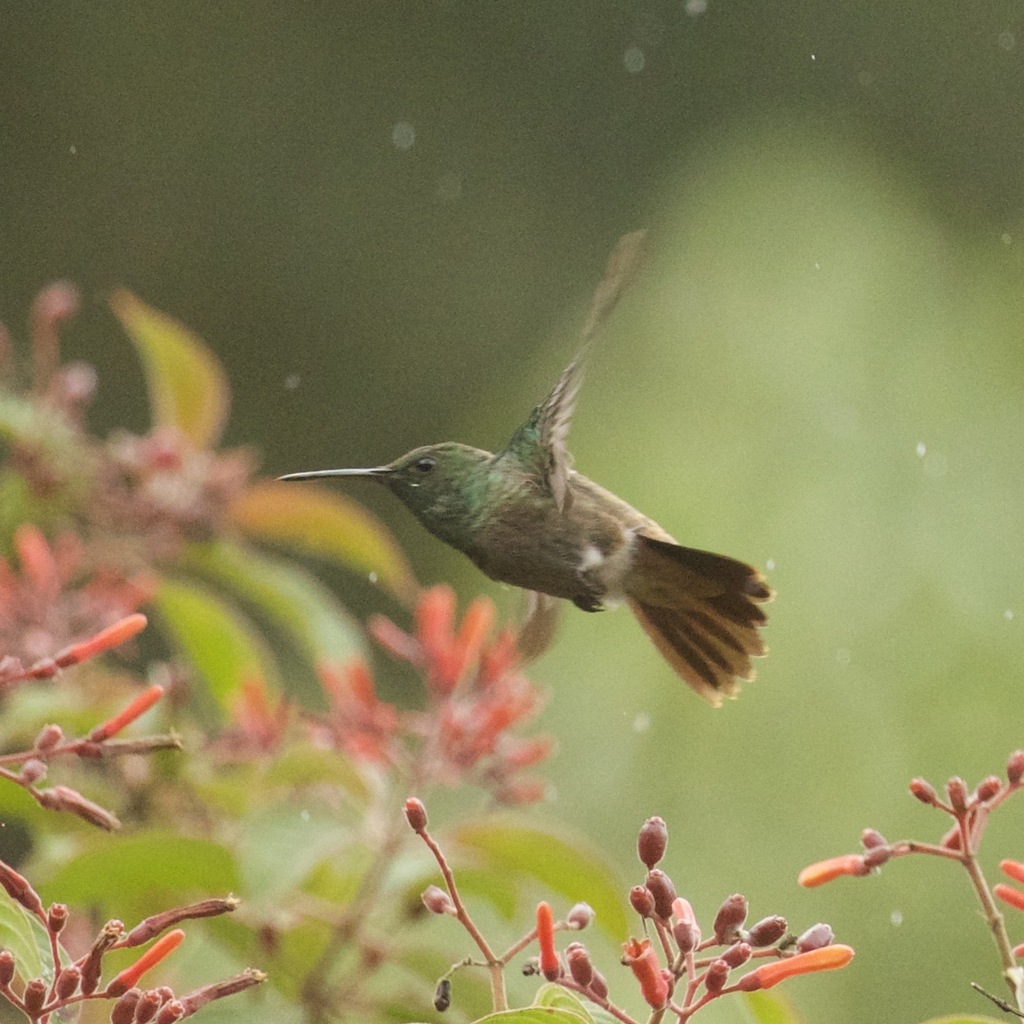 Green-bellied Hummingbird from Bakari, Quetame, Cundinamarca, Colombia ...