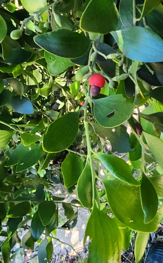 Broad Leaved Native Cherry from South Stradbroke QLD 4216, Australia on ...