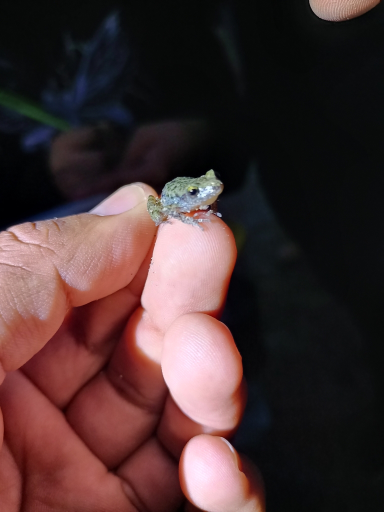 Eleutherodactylus verrucipes from 76410 Qro., Mexico on December 01 ...