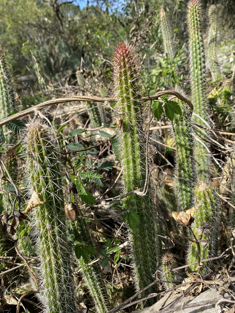 Serpent Cactus from Reserva de la Biósfera El Cielo, Jaumave ...