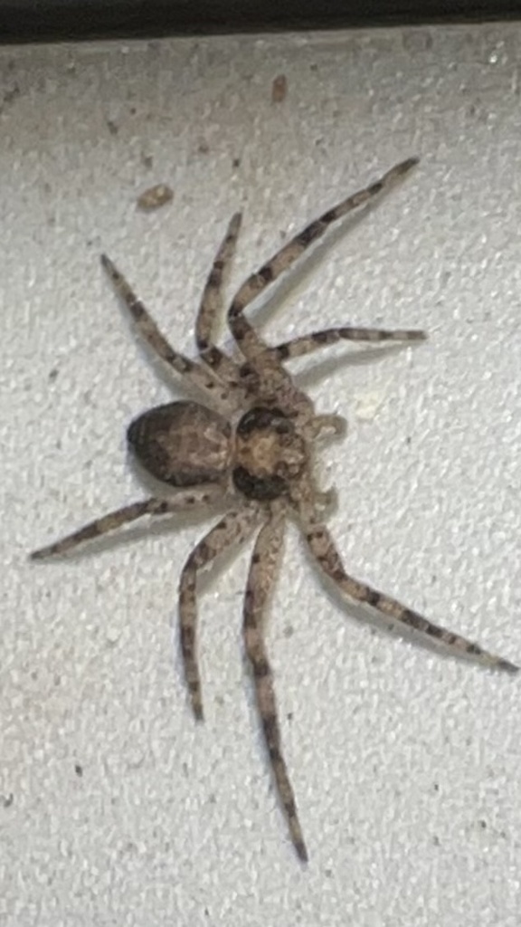 Philodromus from Southeast Austin, Austin, TX, US on December 01, 2022 ...