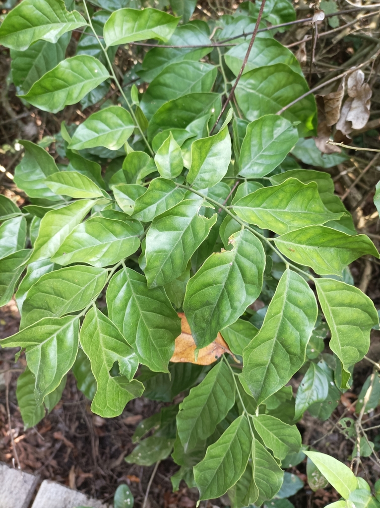 Wampi from 804台灣高雄市鼓山區龍井里 on December 2, 2022 at 10:14 AM by 李江春 ...