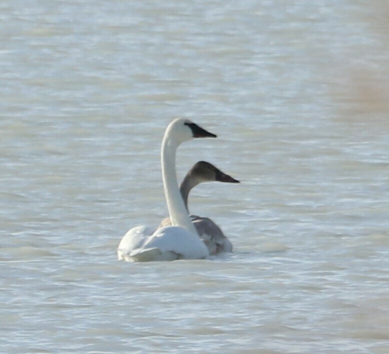 Tundra Swan from Nye County, NV, USA on December 01, 2022 at 09:45 AM ...