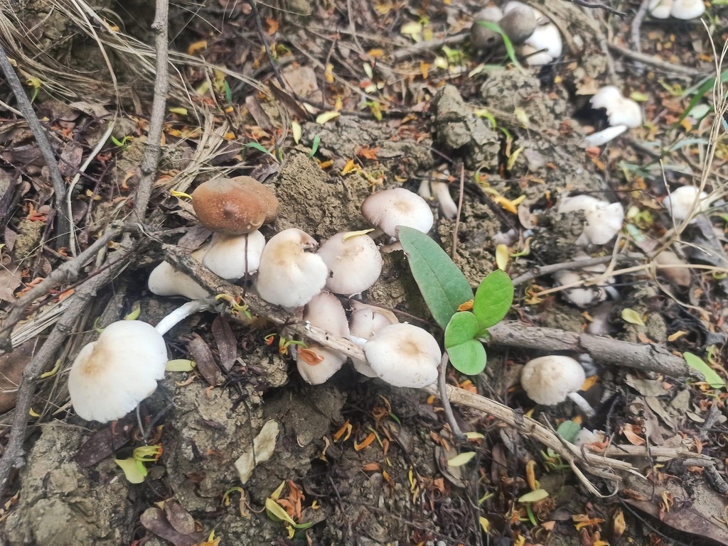 Pale Brittlestem from Taungdwingyi, Magway, MM on May 18, 2022 at 11:31 ...