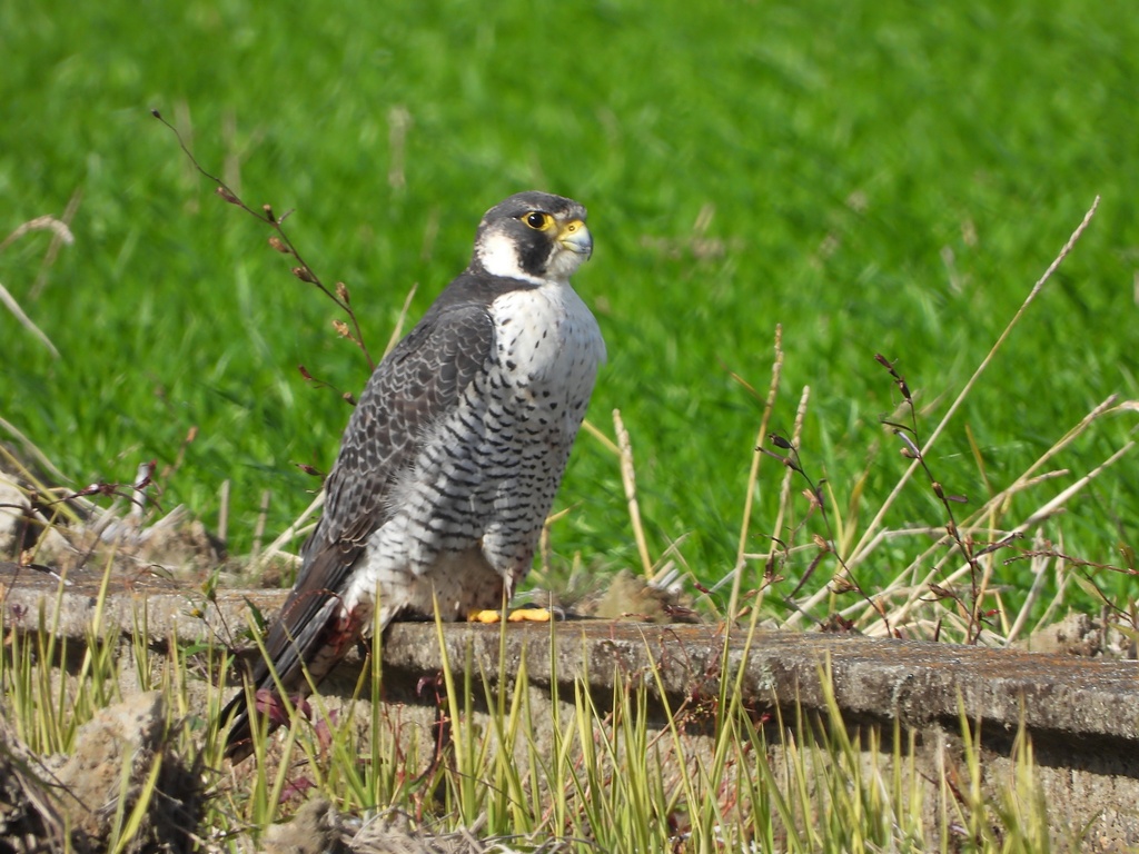 Eastern Peregrine Falcon from Omihachiman, Shiga, Japão on December 02 ...